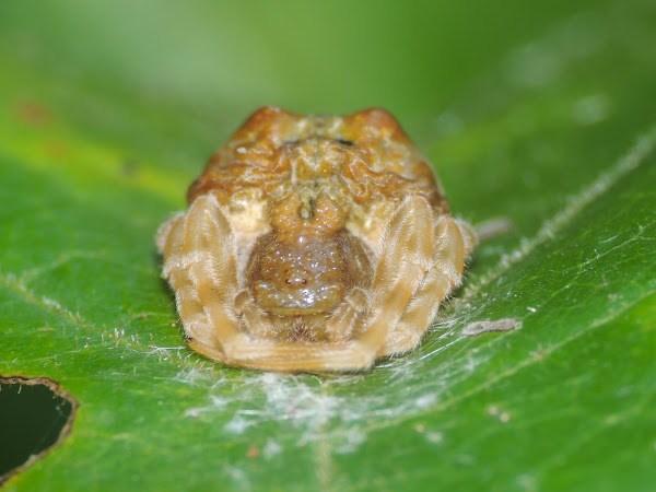 Bolas spider | Project Noah