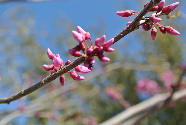 Eastern Redbud Tree (bloom) | Project Noah