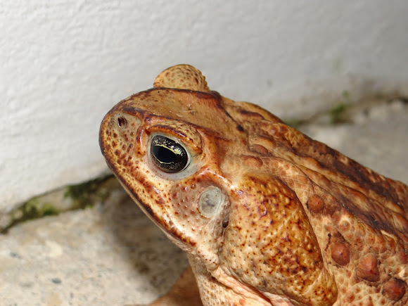 Cane Toad (female) | Project Noah