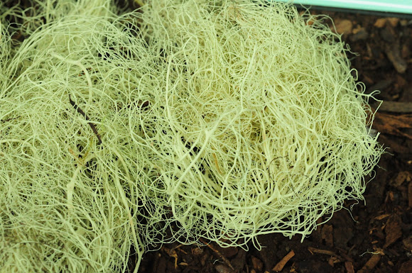 witch's hair | Project Noah