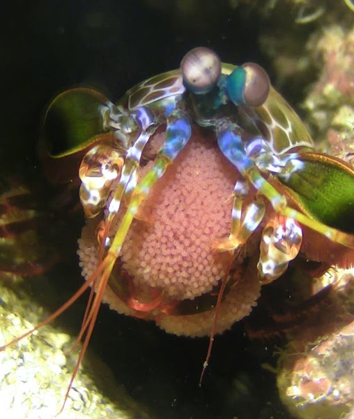 Peacock Mantis Shrimp carrying Eggs | Project Noah