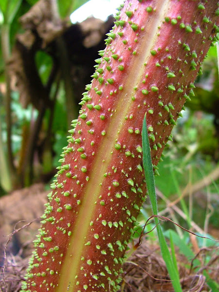 Nalca / Chilean Rhubarb | Project Noah