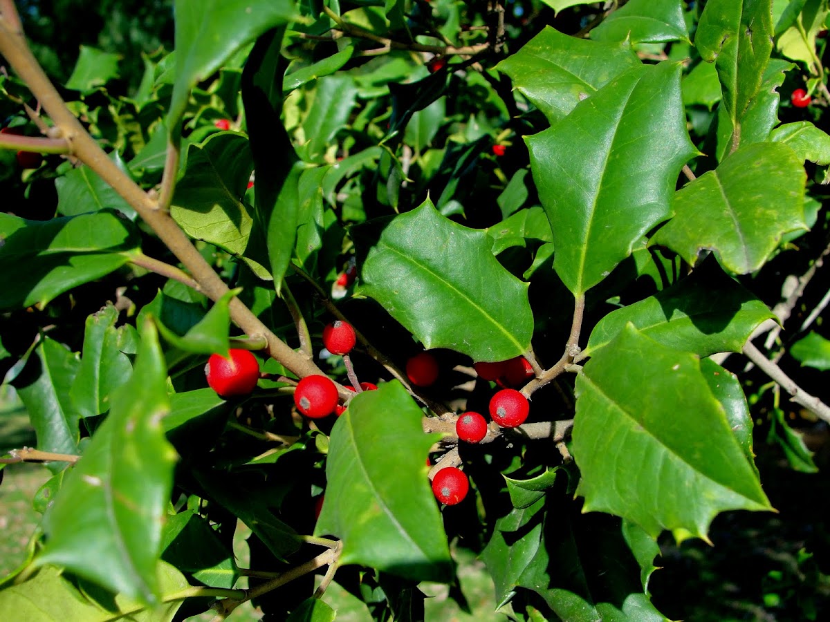 American Holly | Project Noah