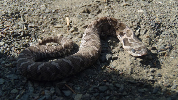 Eastern Hog-nosed Snake | Project Noah