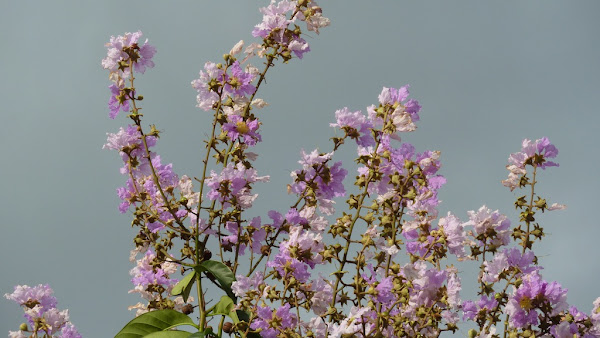 Crape myrtle flowers 紫薇花 | Project Noah