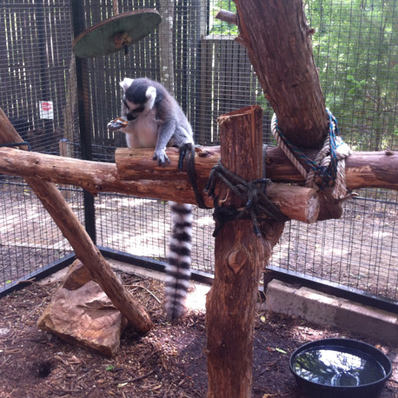 Ring Tailed Lemur | Project Noah