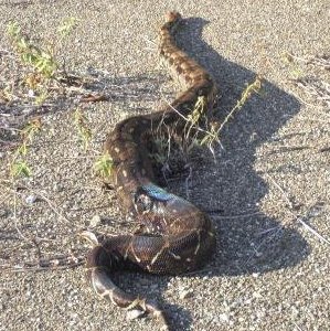 Mazacuata | Project Noah