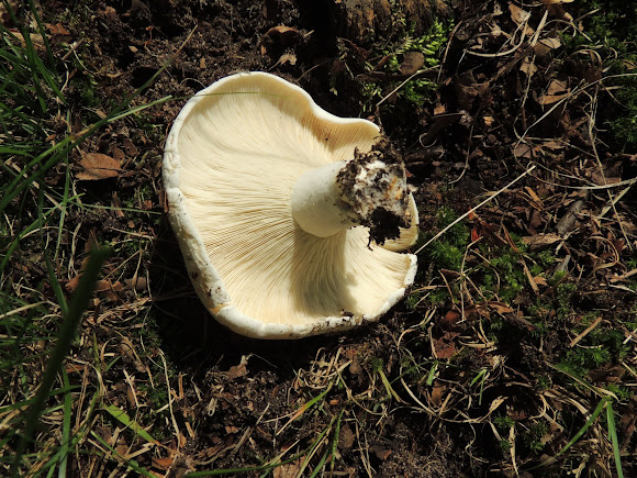Short-stalked White Russula | Project Noah