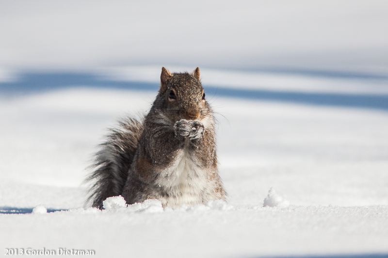 Eastern Gray Squirrel | Project Noah