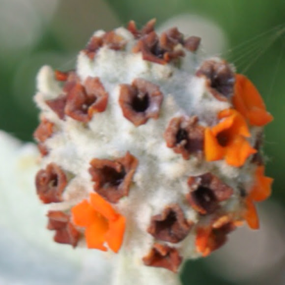 Wooly Butterfly Bush | Project Noah
