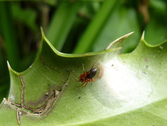 Sheetweb Weaver Spider | Project Noah