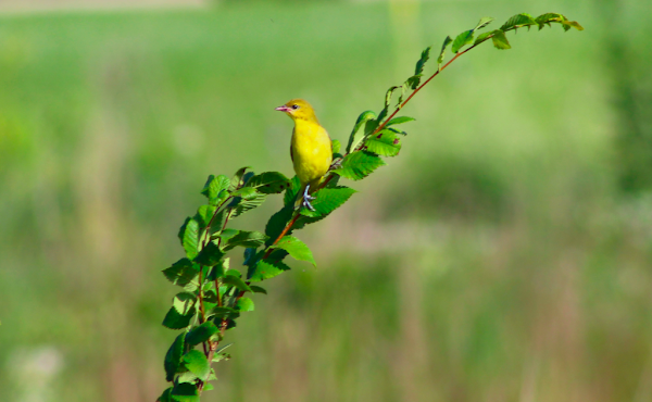 orchard oriole (female) | Project Noah