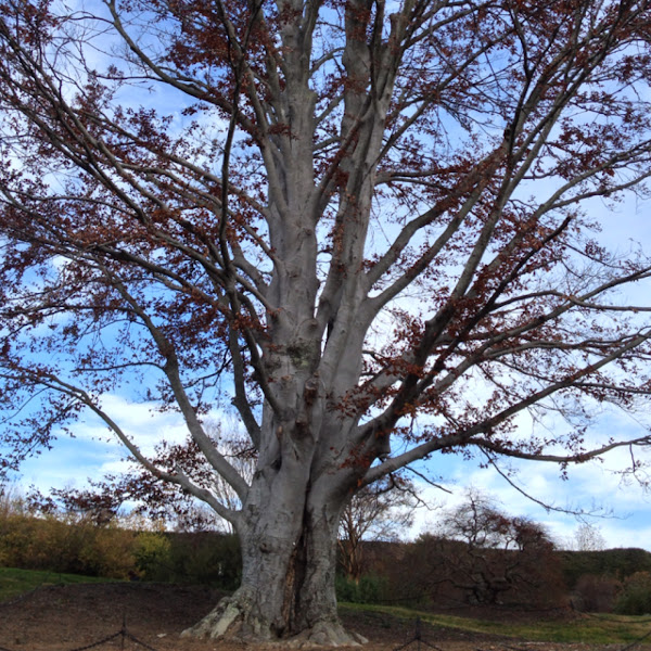 Purple-leafed European Beech | Project Noah