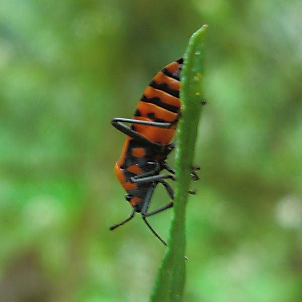 Large Milkweed Bug | Project Noah