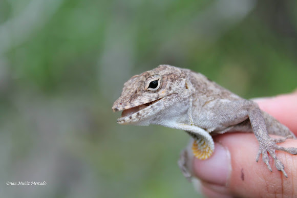 Cook's Anole | Project Noah