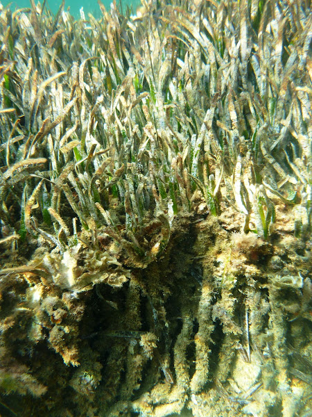 Mediterranean tapeweed. Posidonia | Project Noah