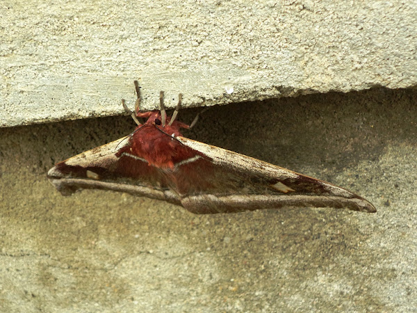 Cabbage Tree Emperor Moth | Project Noah