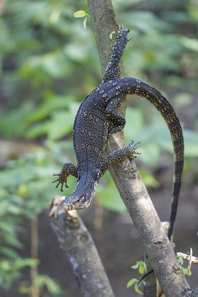 Philippine Water Monitor/Marbled Water Monitor | Project Noah