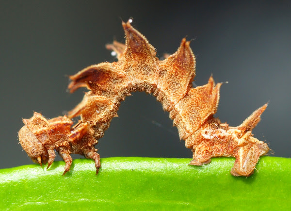Wattle Bizarre Looper Moth Caterpillar | Project Noah