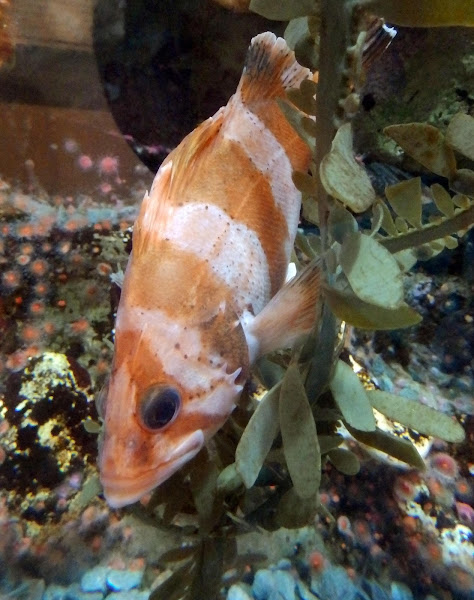 Tiger rockfish | Project Noah