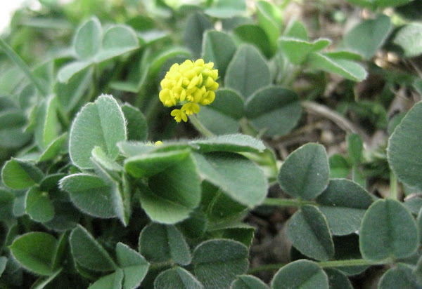 Low Hop Clover | Project Noah