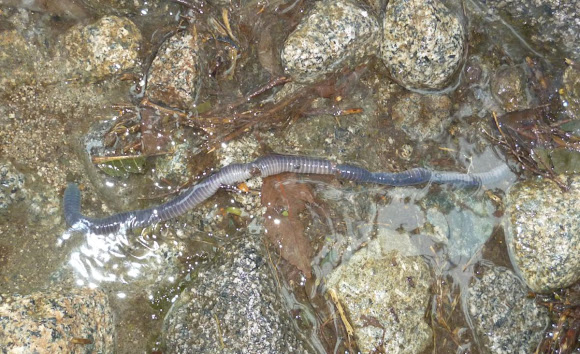 Cecilian | Project Noah