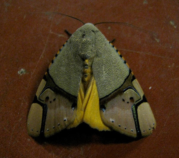 Noctuid moth | Project Noah