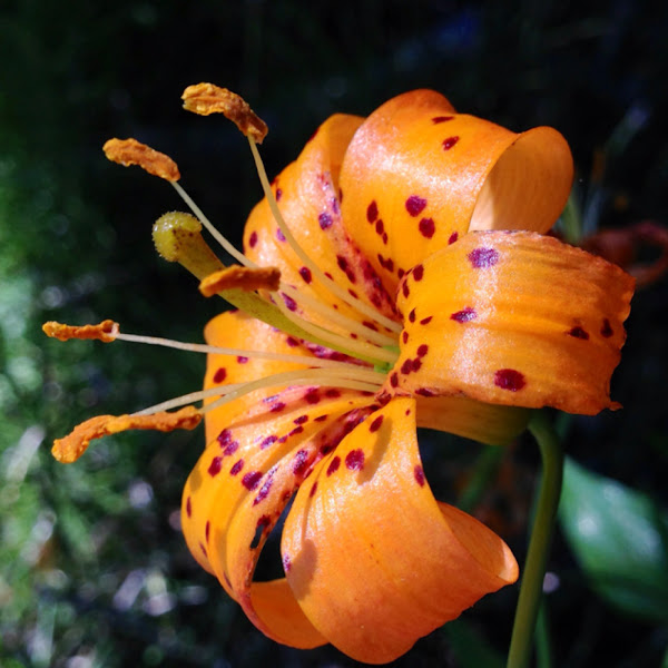 Leopard Lily | Project Noah