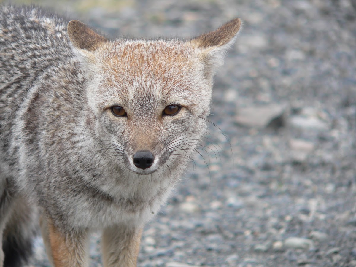 Gray Fox (Patagonian Fox) | Project Noah
