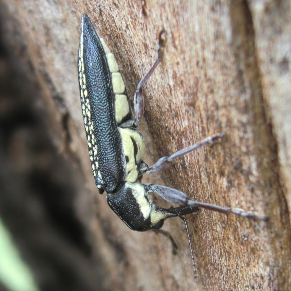 Long nosed weevil | Project Noah