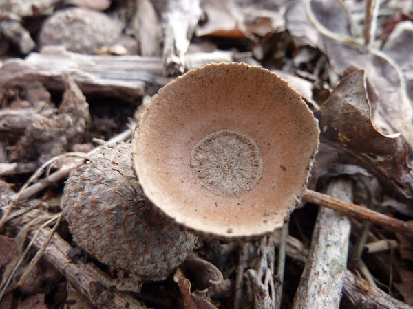 Acorn cupule | Project Noah