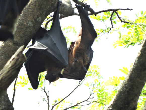 Indian flying fox | Project Noah