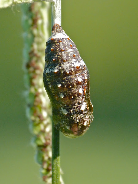 Common buckeye (chrysalis) | Project Noah