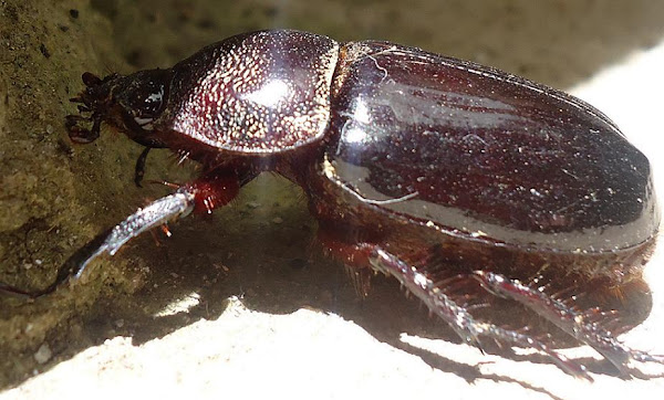 Cucarrón mierdero | Project Noah