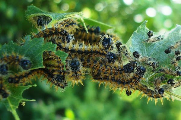 Large Tortoiseshell Caterpillars / Veliki koprivar (gusjenice ...