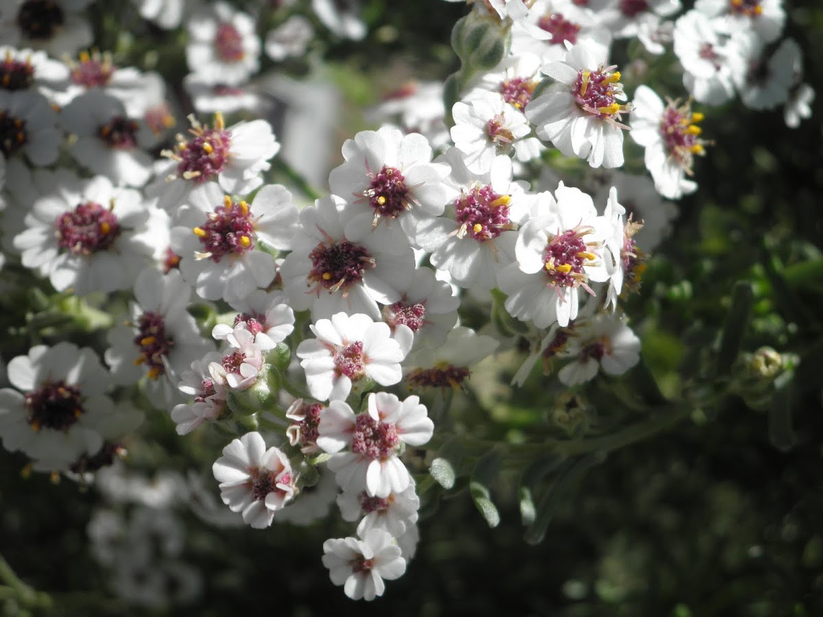 Eriocephalus africanus | Project Noah