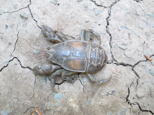 Freshwater crab | Project Noah