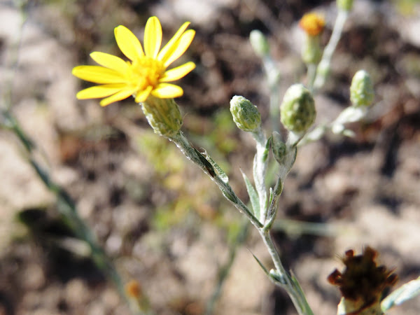 Grass-leafed Aster | Project Noah