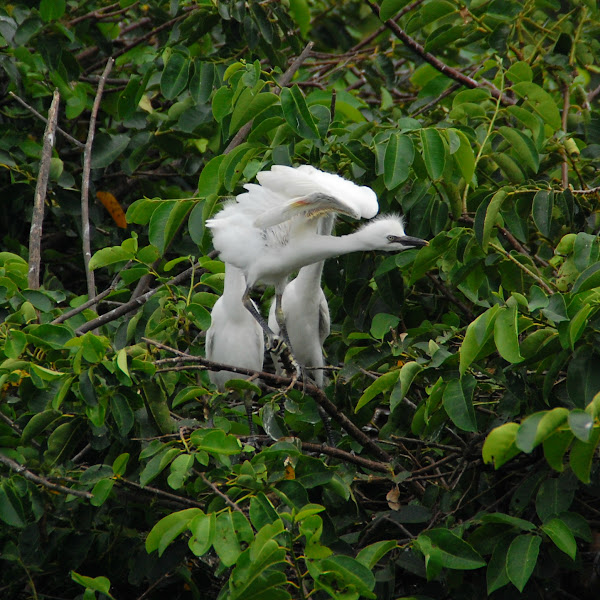 Snowy Egret (juvenile) | Project Noah
