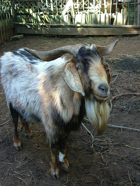 Cabra Doméstica / Domestic Goat | Project Noah