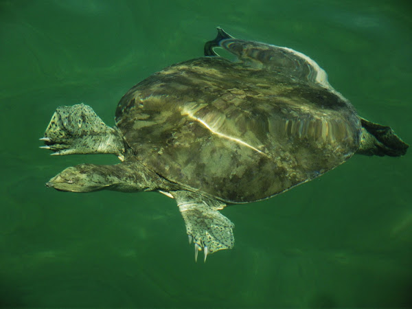 Tortuga negra de concha blanda | Project Noah