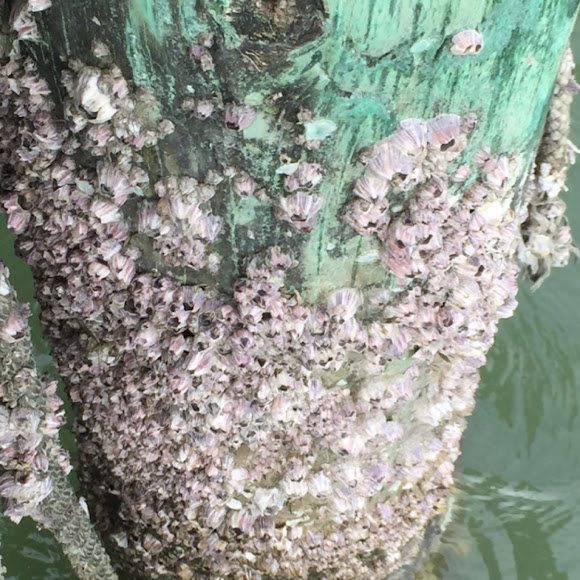 Purple Barnacle | Project Noah