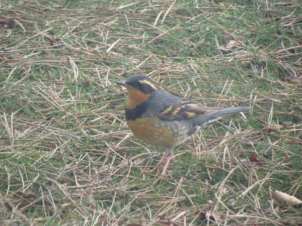 Varied Thrush | Project Noah