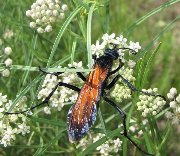 Tarantula hawk (male) | Project Noah