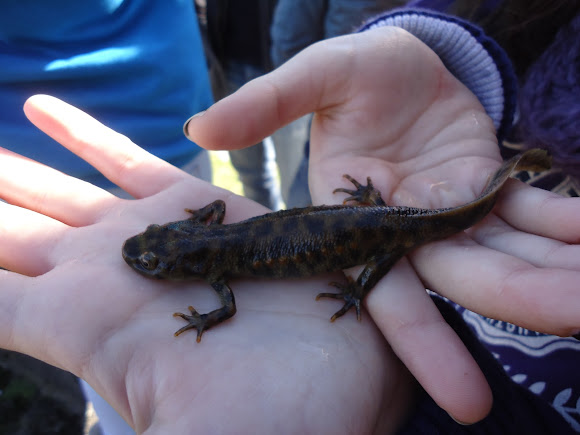 Iberian ribbed newt | Project Noah
