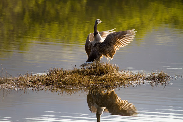 Canada Goose | Project Noah