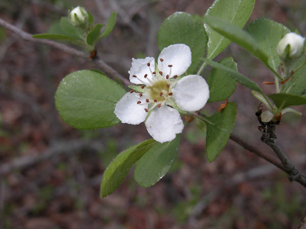 Strongbark | Project Noah