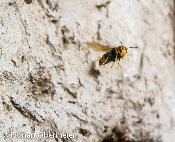 Asian predatory wasp | Project Noah