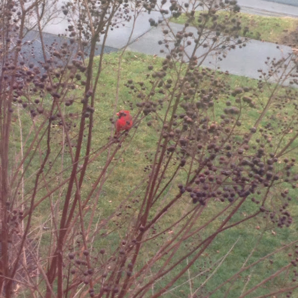 Cardinal | Project Noah