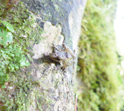 Pygmy Rain Frog | Project Noah